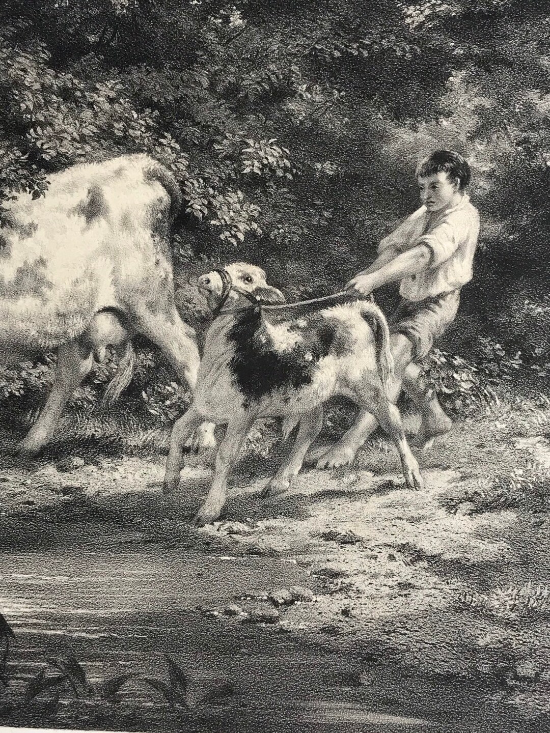 C.1850 French Engraving CATTLE Rosa Bonheur - Etsy