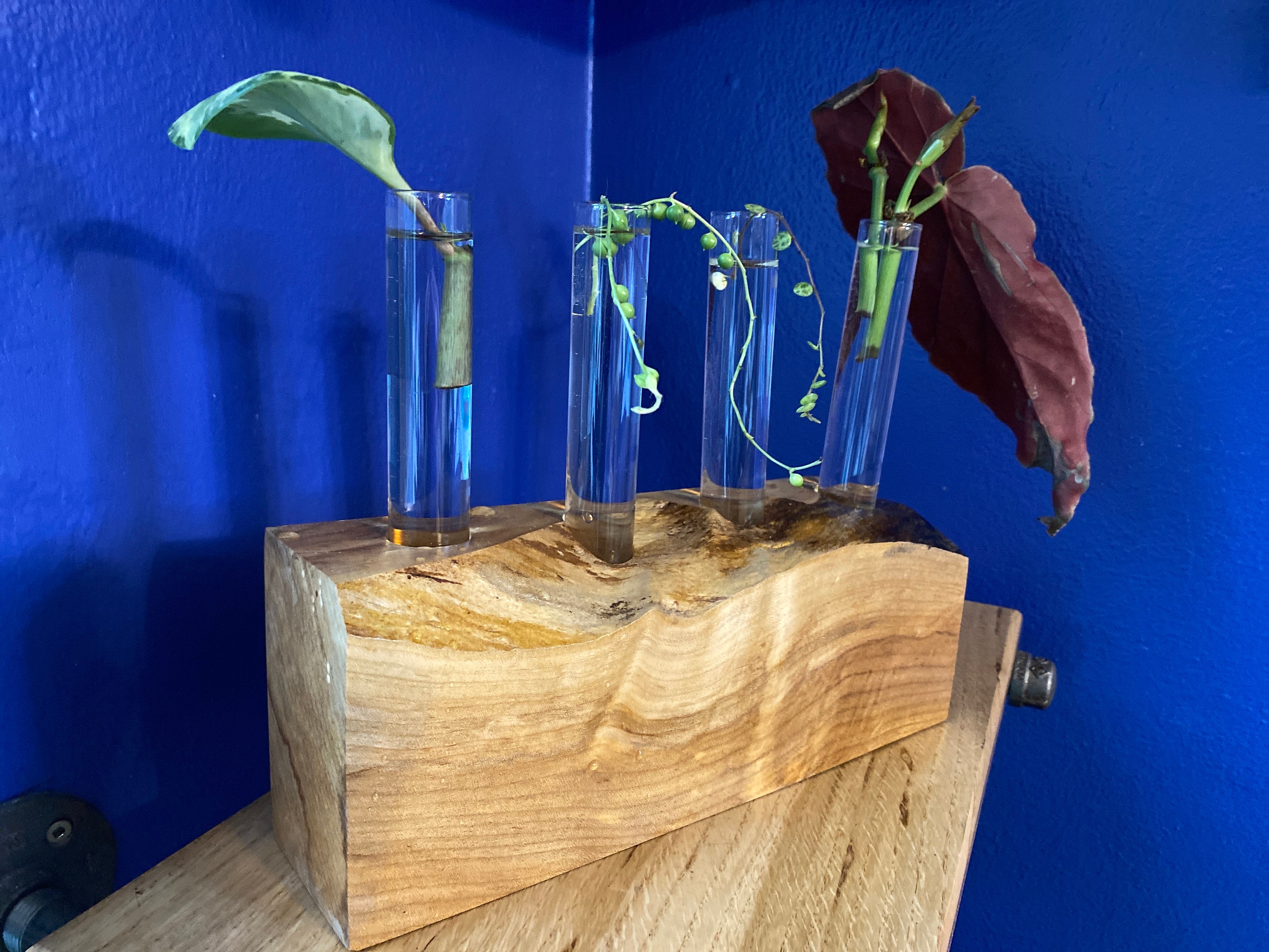 4 Tube Plant Propagation Stand - Etsy