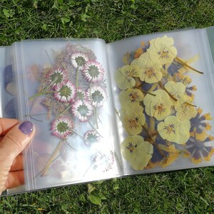 Album With 300 Psc Real Dried Pressed Floral Leaves and Blossoms, Set ...