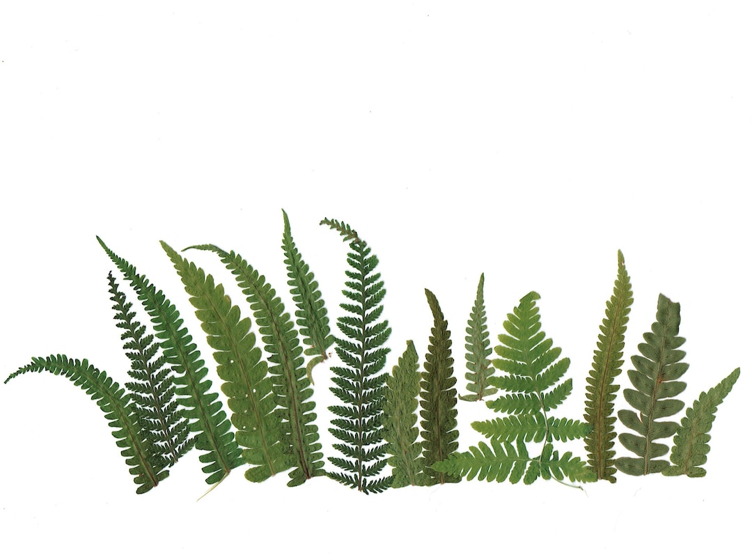 Foglie di felce pressate Veri fiori secchi Felce di piume - Etsy Italia