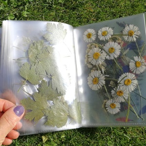 Album With 350 Psc Real Dried Pressed Floral Leaves and Blossoms, Set ...
