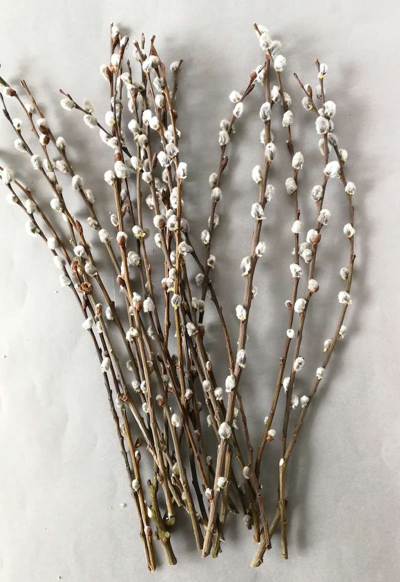 20 Dried Pussy Willow Branches- Natural Flower Arrangement Twigs ...