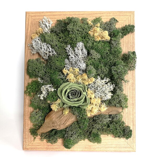 Preserved Plants - Etsy