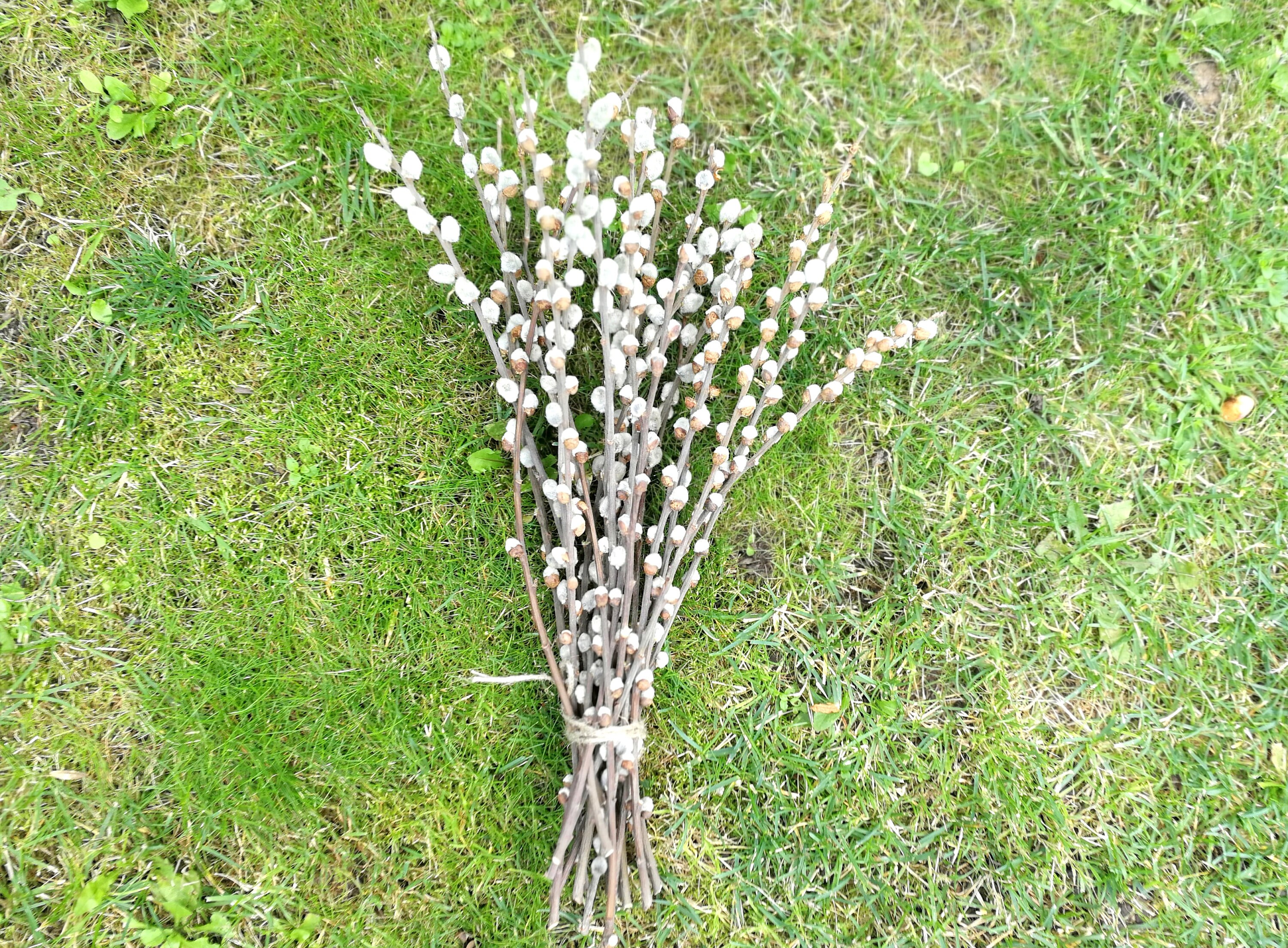20 Dried Pussy Willow Branches- Natural Flower Arrangement Twigs ...