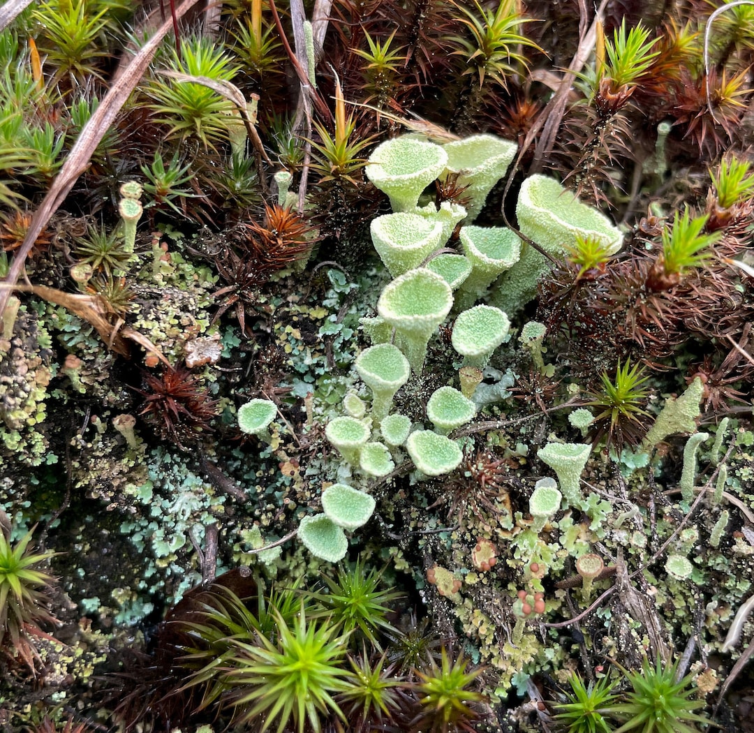 Pixie Cup Lichen. Live Pixie Cup Lichen Specimens for Terrarium, Moss ...
