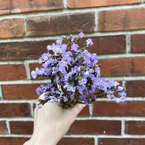Dried Statice. Dry Statice (limonium) Flowers for Fall Decor ...