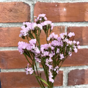 Dried Statice. Dry Statice (limonium) Flowers for Fall Decor ...