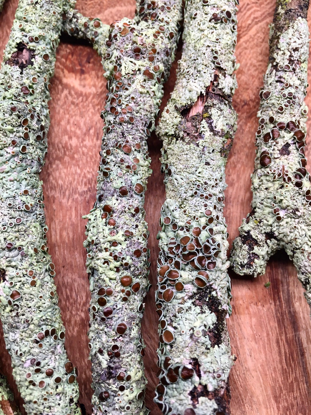 Live Lichen on Sticks. Lichen Covered Branches for Terrarium, Habitat ...