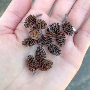 Miniature Pine Cones. Tiny All Natural "pine" Cones for Home Decor ...