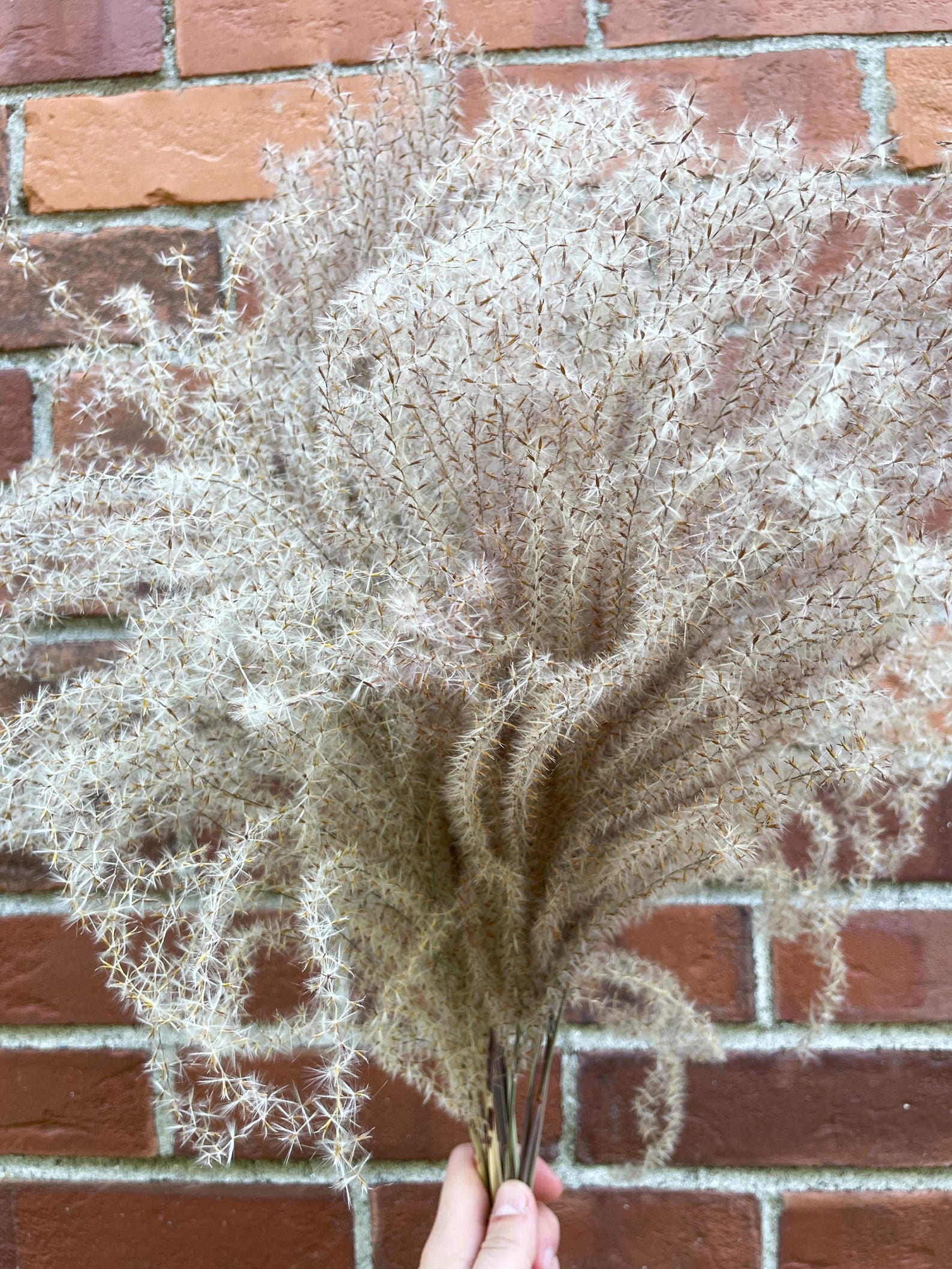 Dried Grass Stems. Dried Decorative Ornamental Silvergrass. Preserved ...