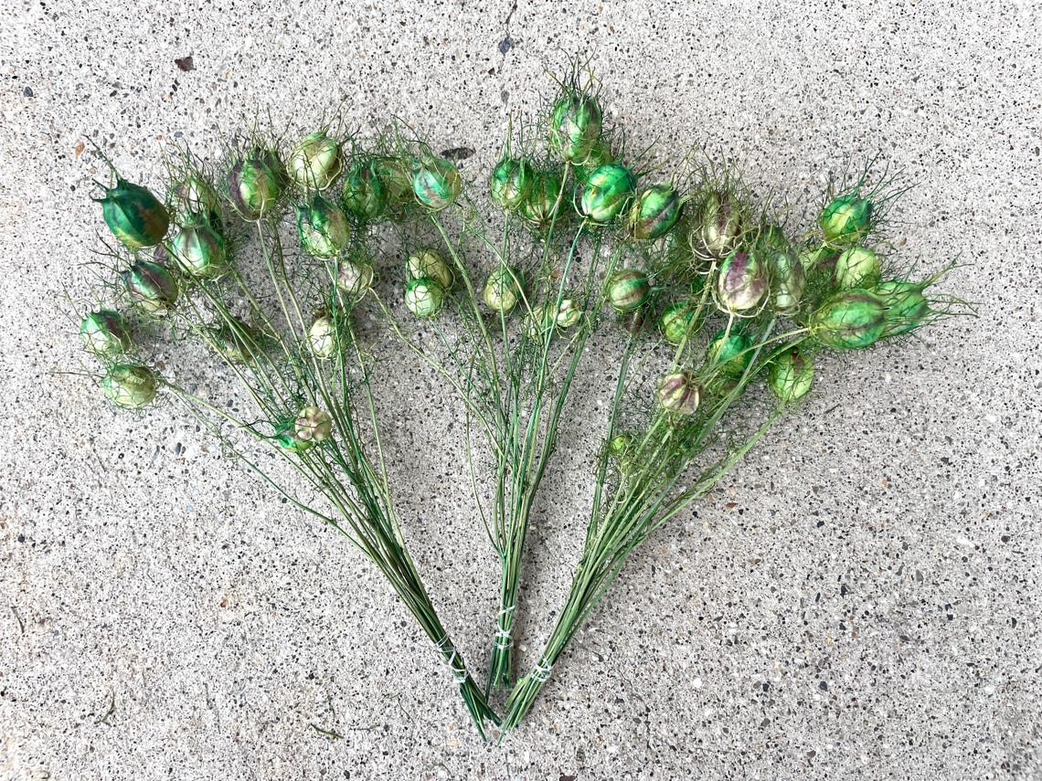 Dried Nigella Seed Pods-green. Unique, Spooky Love-in-a-mist Seed Pods ...