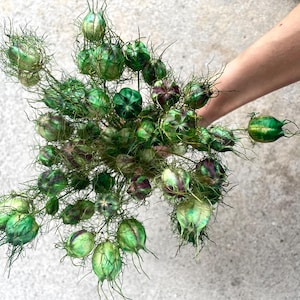 Dried Nigella Seed Pods-green. Unique, Spooky Love-in-a-mist Seed Pods ...