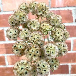 10 Dried Starflower (scabiosa Stellata) Seed Heads. Unique, Geometric ...
