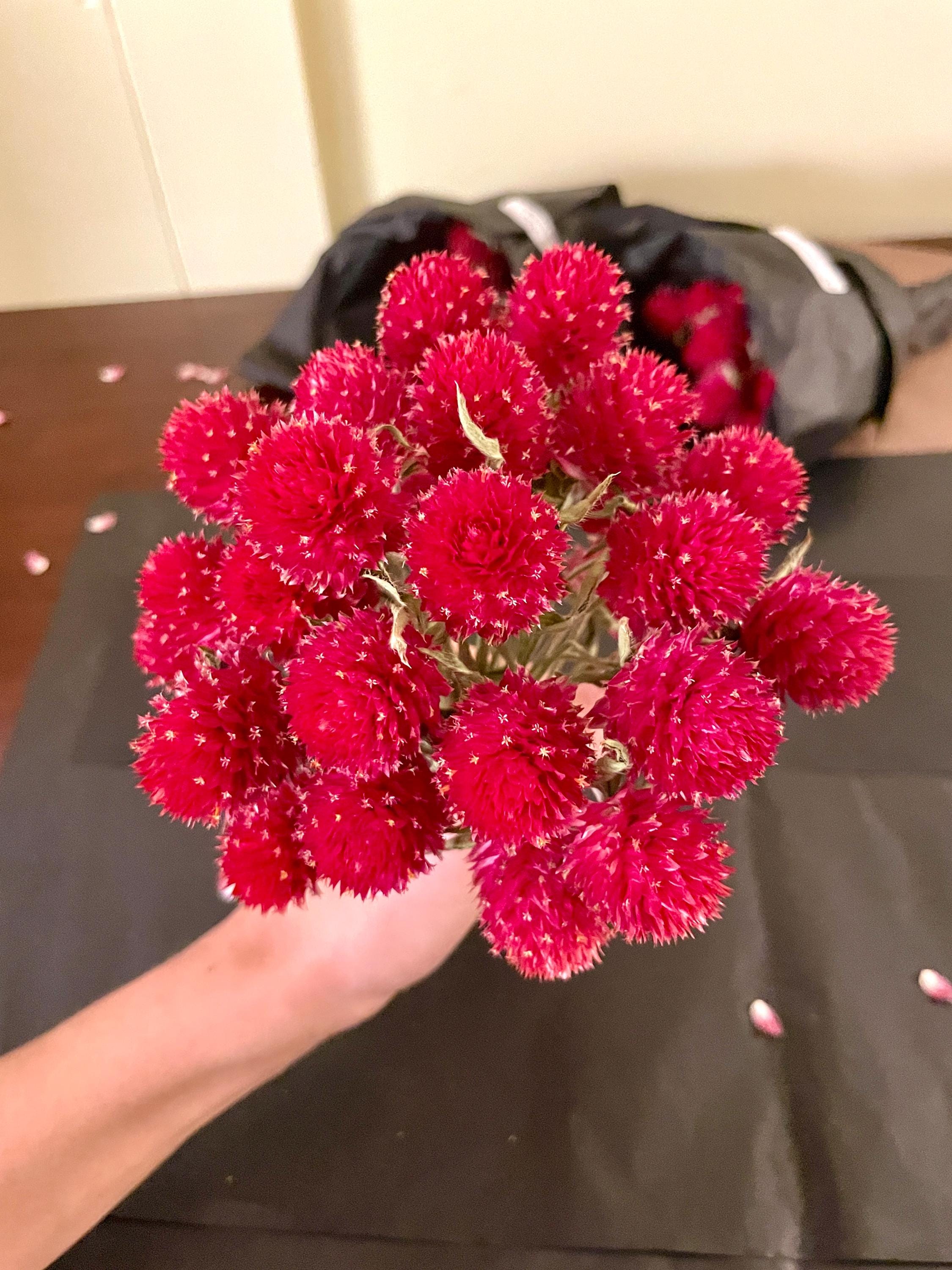 Dried Red Gomphrena Flowers. Strawberry Fields Globe Amaranth Flowers ...
