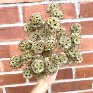 10 Dried Starflower (scabiosa Stellata) Seed Heads. Unique, Geometric ...