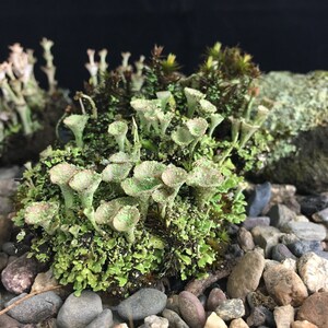 Pixie Cup Lichen. Live Pixie Cup Lichen Specimens for Terrarium, Moss ...