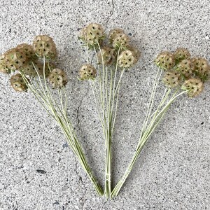 10 Dried Starflower (scabiosa Stellata) Seed Heads. Unique, Geometric ...