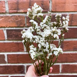 Dried Statice. Dry Statice (limonium) Flowers for Fall Decor ...