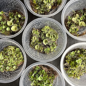Pixie Cup Lichen. Live Pixie Cup Lichen Specimens for Terrarium, Moss ...
