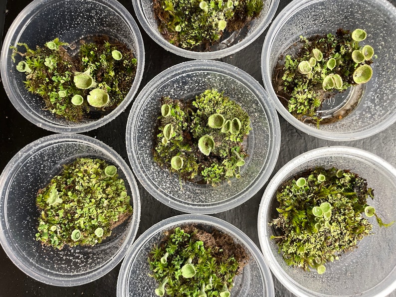 Pixie Cup Lichen. Live Pixie Cup Lichen Specimens for Terrarium, Moss ...