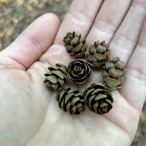 50 Mini Pine Cones. All Natural Hemlock Pine Cones for Home Decor, Jewelry, Centerpieces ...
