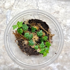 Miniature Oak-leaf Creeping Fig. String of Frogs. Ficus Pumila ...