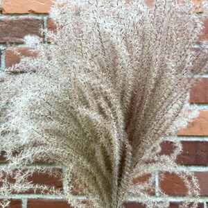 Dried Grass Stems. Dried Decorative Ornamental Silvergrass. Preserved ...