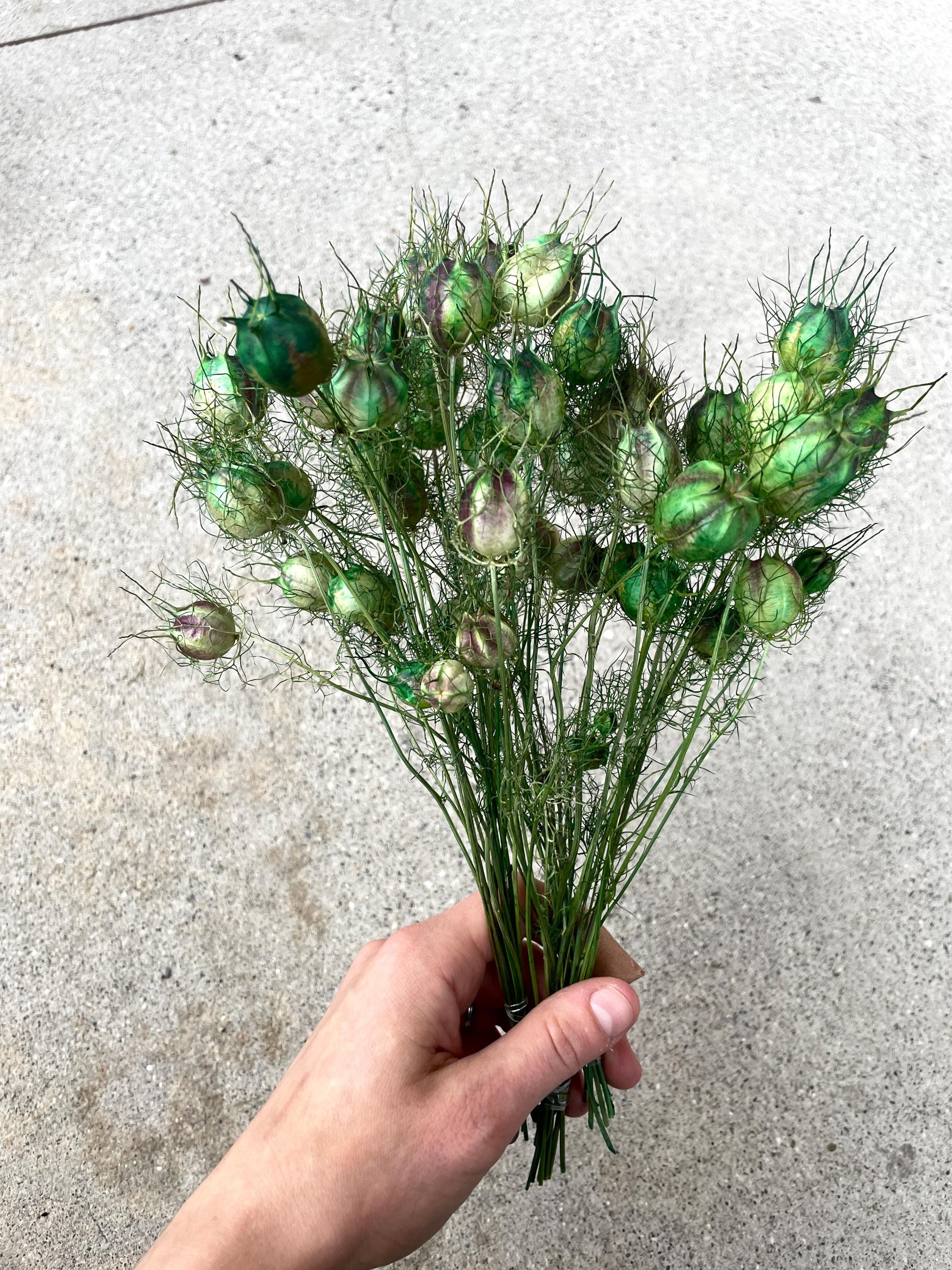 Dried Nigella Seed Pods-green. Unique, Spooky Love-in-a-mist Seed Pods ...