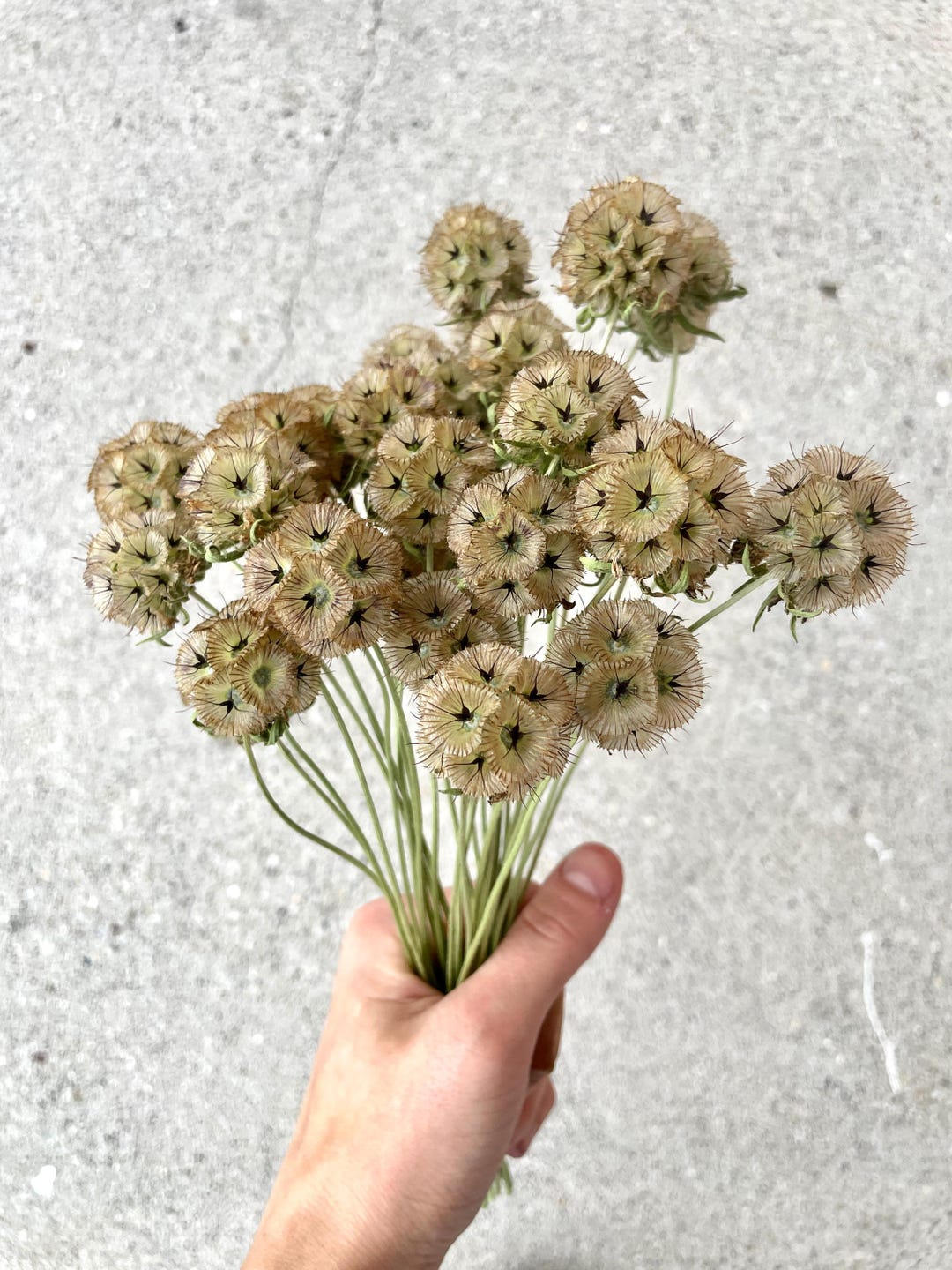 10 Dried Starflower (scabiosa Stellata) Seed Heads. Unique, Geometric ...