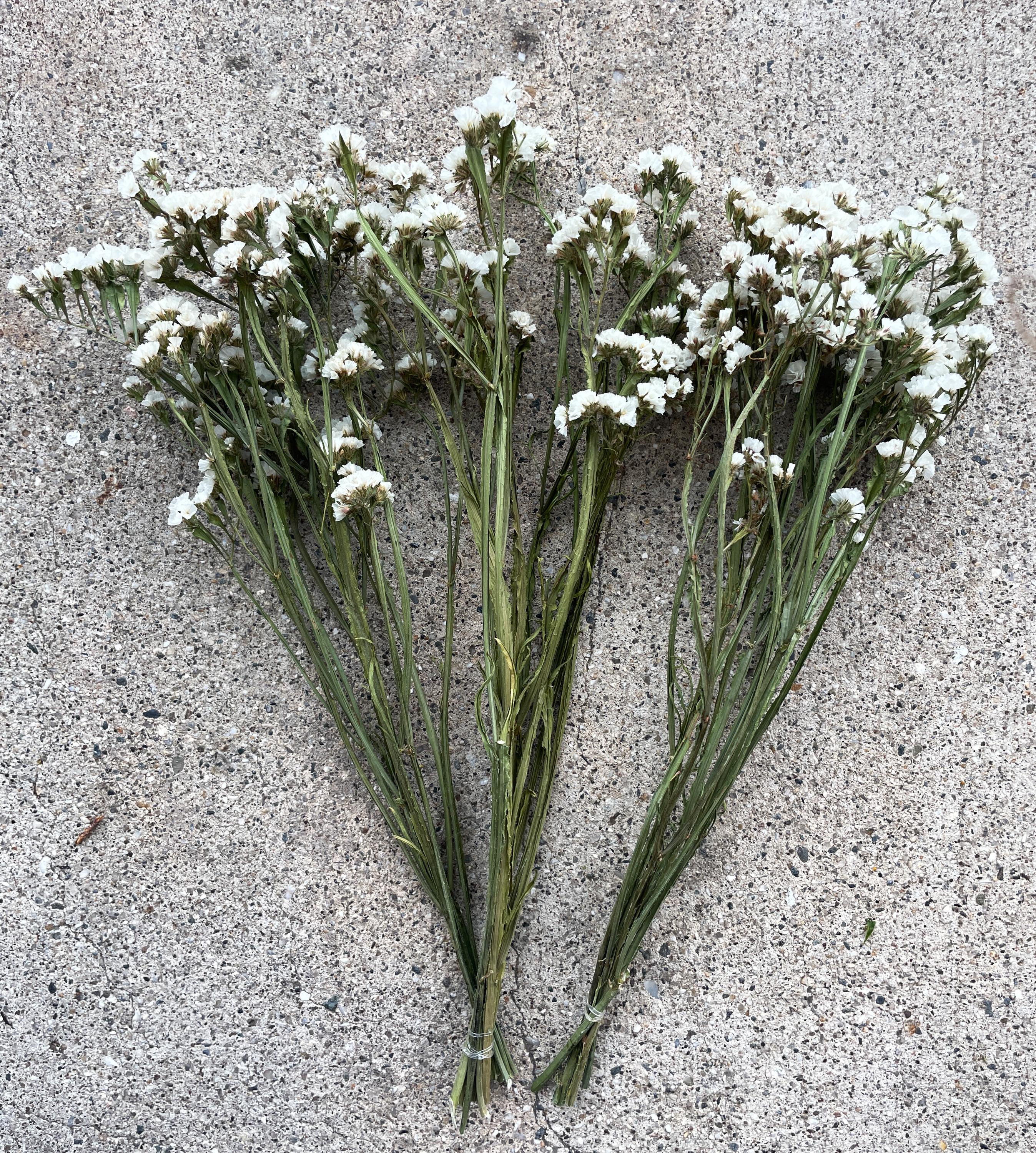 Dried Statice. Dry Statice (limonium) Flowers for Fall Decor ...