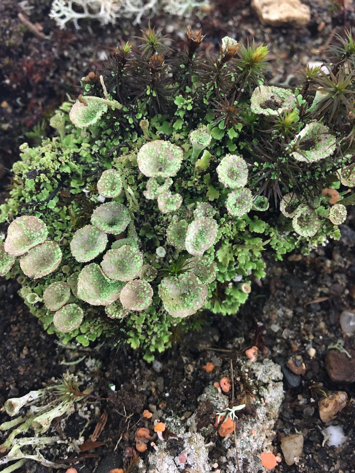 Pixie Cup Lichen. Live Pixie Cup Lichen Specimens for Terrarium, Moss ...