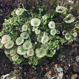 Pixie Cup Lichen. Live Pixie Cup Lichen Specimens for Terrarium, Moss ...