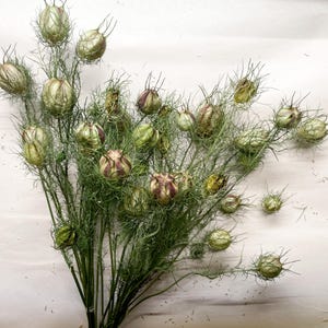 Dried Nigella Seed Pods. Unique Love-in-a-mist Seed Pods for Decor ...