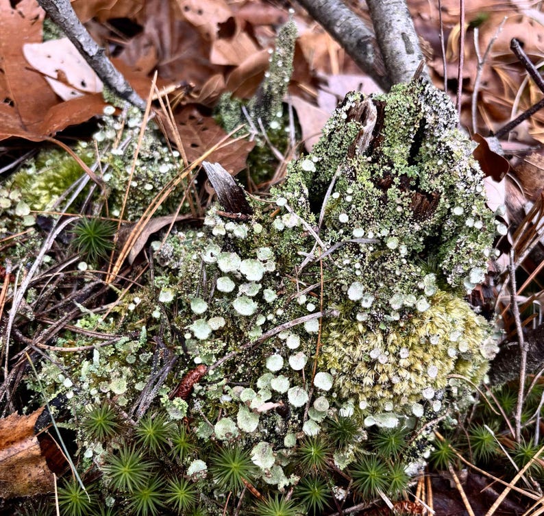 Pixie Cup Lichen. Live Pixie Cup Lichen Specimens for Terrarium, Moss ...