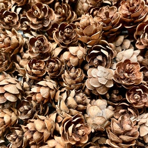 50 Mini Pine Cones. All Natural Hemlock Pine Cones for Home Decor, Jewelry, Centerpieces ...
