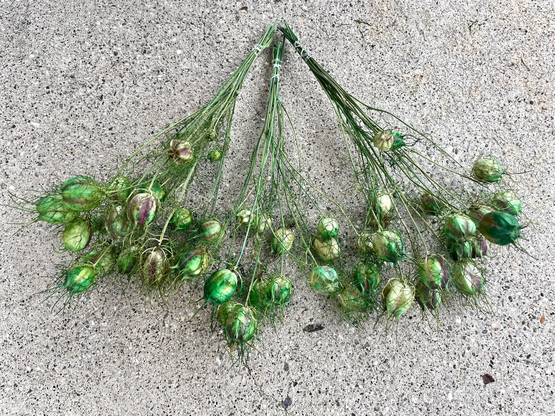 Dried Nigella Seed Pods-green. Unique, Spooky Love-in-a-mist Seed Pods ...