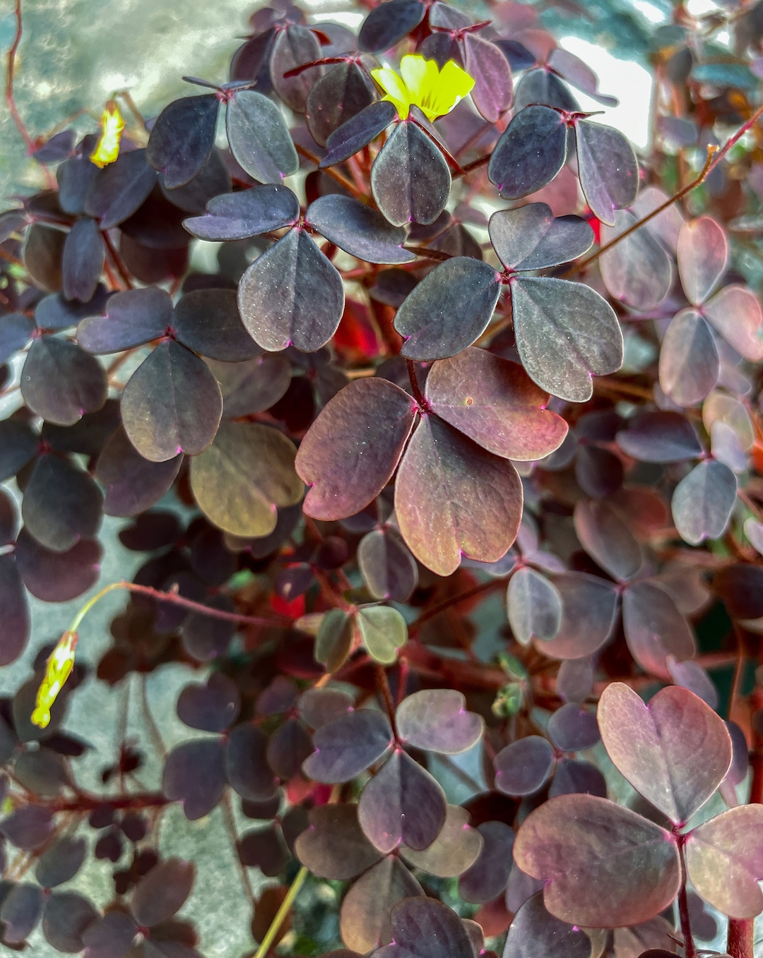 Two Oxalis Vulcanicola ROOTED CUTTINGS. Zinfandel Shamrock Cuttings for ...