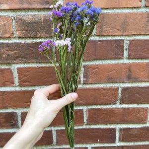 Dried Statice. Dry Statice (limonium) Flowers for Fall Decor ...
