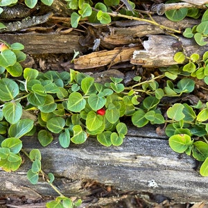 Partridge Berry Plants. 5-15 Vines, 4” to 12” Long. for Christmas ...
