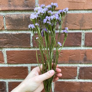Dried Statice. Dry Statice (limonium) Flowers for Fall Decor ...