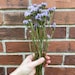 Dried Statice. Dry Statice (limonium) Flowers for Fall Decor ...