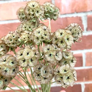 10 Dried Starflower (scabiosa Stellata) Seed Heads. Unique, Geometric ...