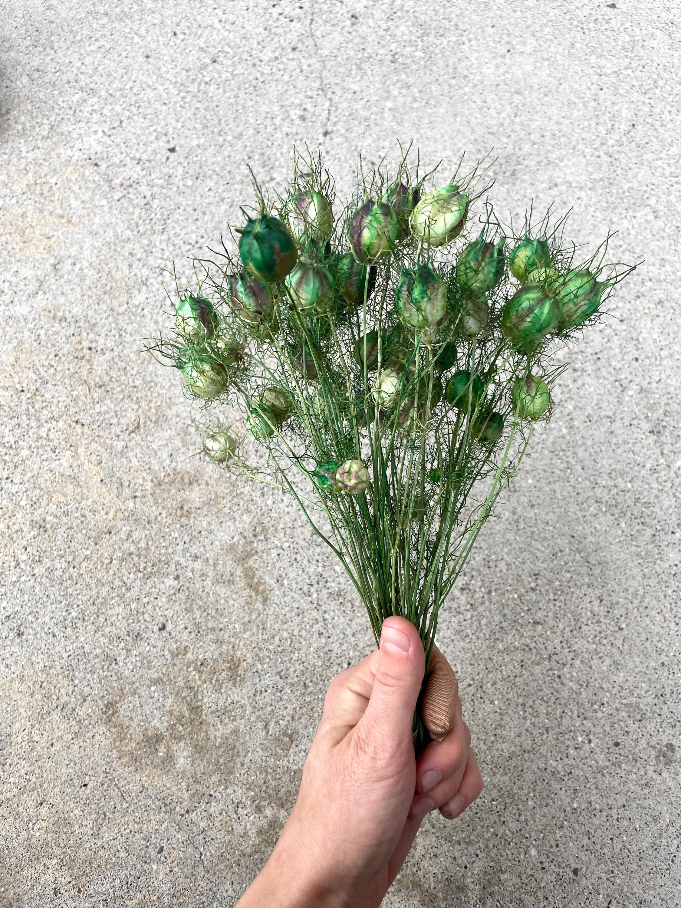 Dried Nigella Seed Pods-green. Unique, Spooky Love-in-a-mist Seed Pods ...