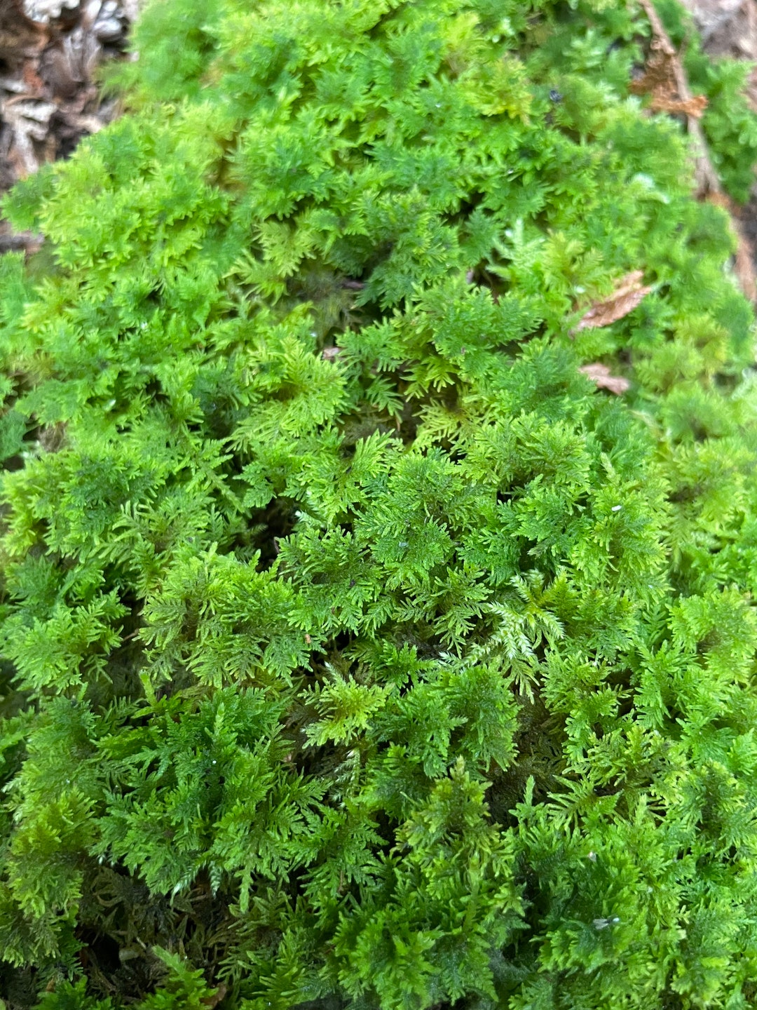 Assorted Moss - Cushion Moss, Plume Moss, Fern Moss, Tree Moss, Mood ...