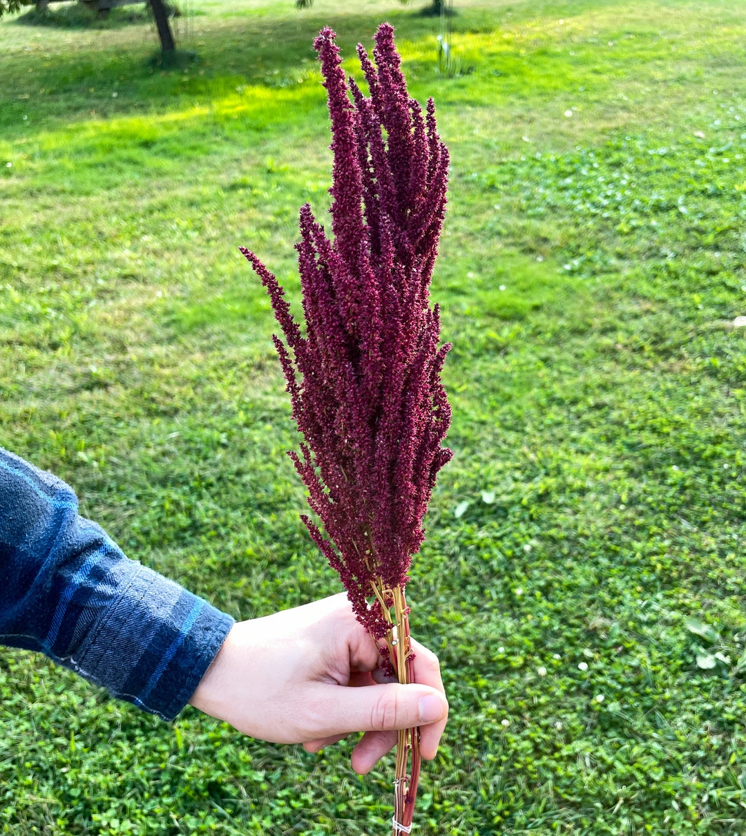 Dried Burgundy Amaranth for Fall Decor, Dried Flower Bouquets, Wedding ...