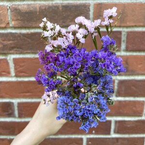 Dried Statice. Dry Statice (limonium) Flowers for Fall Decor ...