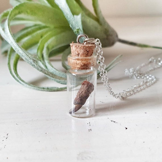 Real young caiman crocodile claw vial necklace mini pendant | Etsy