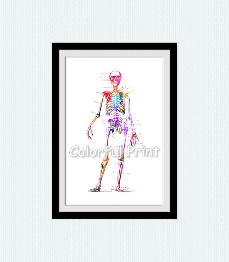 Anatomy Print Human Skeleton Art Skeleton Poster Anatomical | Etsy