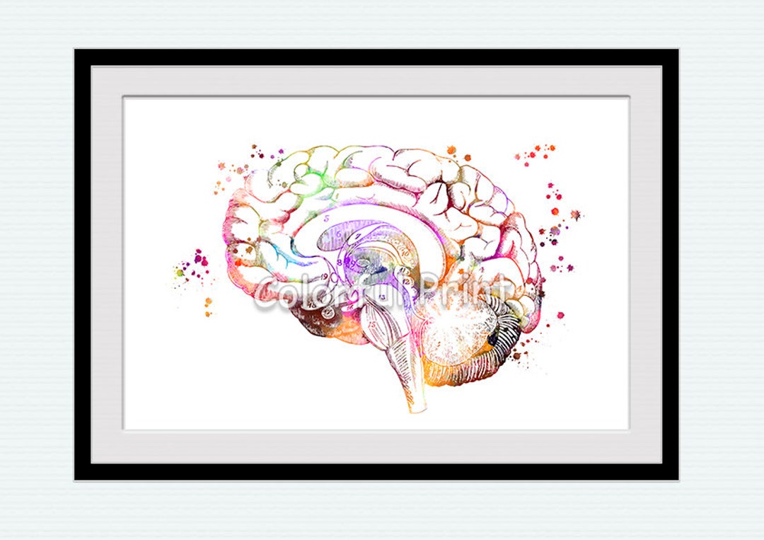 Human Brain Print Anatomical Poster Clinic Wall Decor Medical Print ...