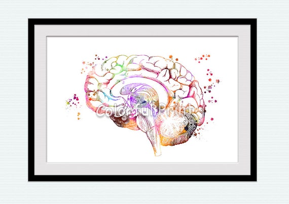 Human Brain Print Anatomical Poster Clinic Wall Decor Medical - Etsy